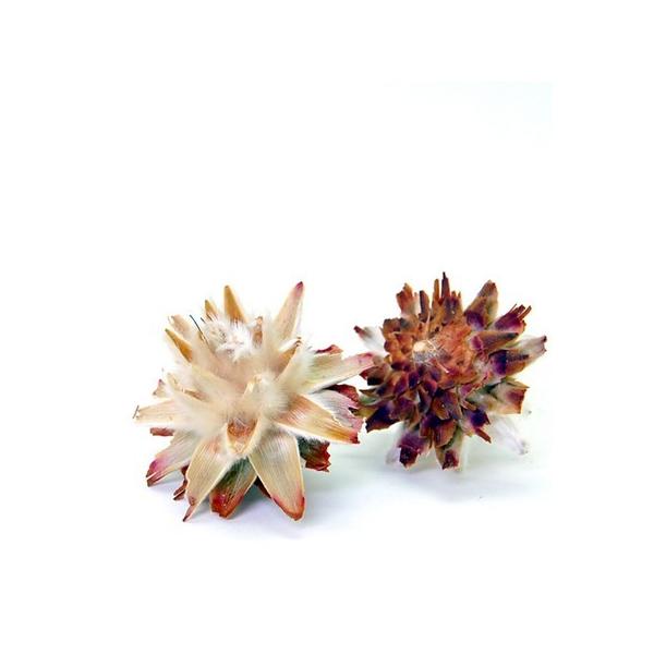 【商品番号：065-00305】/【VAR：】4544828188015/20170928newドライ実物＆フルーツ 松かさ、から松【コアトレーディング】