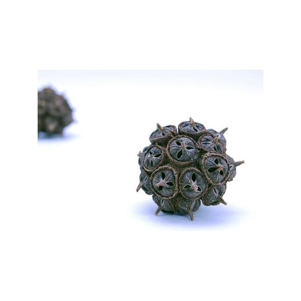 【商品番号：065-00306】/【販売単位】10袋 ※表示価格は、この単位での金額となります/【VAR：65645】4544828188107/20170928newドライ実物＆フルーツ 木の実【コアトレーディング】