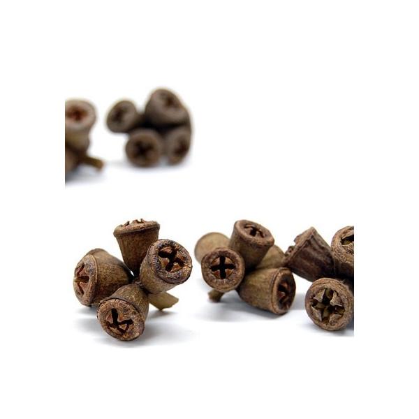 【商品番号：065-00312】/【VAR：】4544828188282/20170928newドライ実物＆フルーツ 木の実【コアトレーディング】