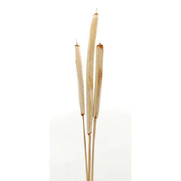 【商品番号：065-00639】/【販売単位】10束 ※表示価格は、この単位での金額となります/【VAR：】20190219newドライフラワー花材 その他ドライフラワー【コアトレーディング】