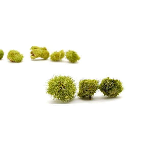 【商品番号：065-00661】/【販売単位】10袋 ※表示価格は、この単位での金額となります/【VAR：56666】20190219newドライ実物＆フルーツ 木の実【コアトレーディング】