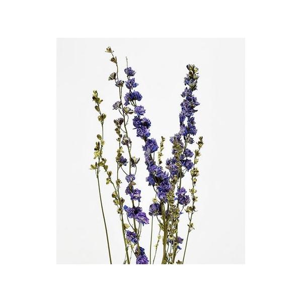 【商品番号：065-00671】/【VAR：59595】20191129newドライフラワー花材 その他ドライフラワー