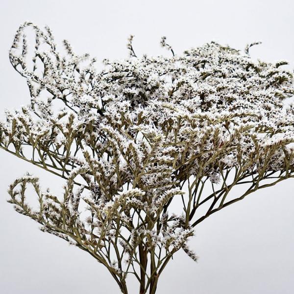 【商品番号：065-00688】/【VAR：67555】20200317new/bk-3016ドライフラワー花材 タタリカ【コアトレーディング】