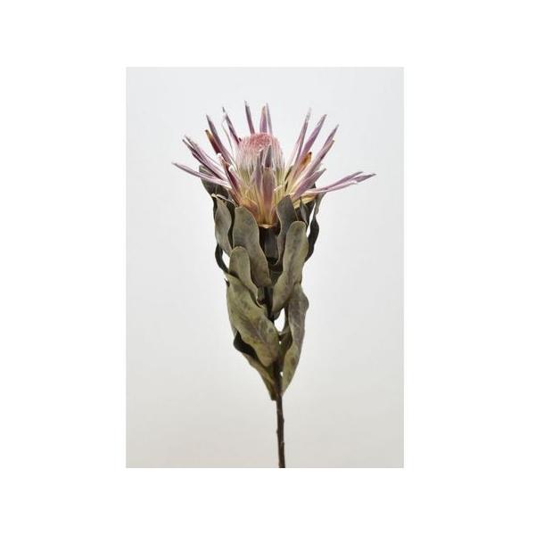 【商品番号：065-00710】/【VAR：】20200323new/bk-2003/bk-3011ドライワイルドフラワー プロテア【コアトレーディング】