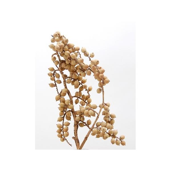 【商品番号：065-00730】/【販売単位】10袋 ※表示価格は、この単位での金額となります/【VAR：】20210422newドライ実物＆フルーツ 木の実【コアトレーディング】