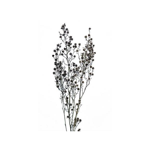 【商品番号：065-00731】/【販売単位】10束 ※表示価格は、この単位での金額となります/【VAR：】20210615newドライフラワー花材 その他ドライフラワー【コアトレーディング】