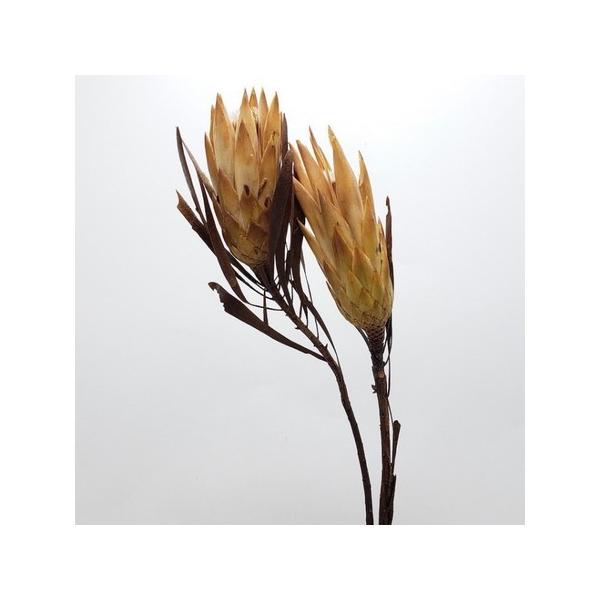 【商品番号：065-00775】/【VAR：】20210615new/bk-3011ドライワイルドフラワー その他ワイルドフラワー【コアトレーディング】