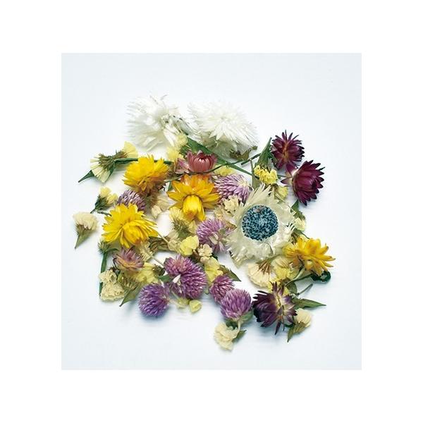 【商品番号：065-00832】/【VAR：】20220510newドライフラワー花材 その他ドライフラワー