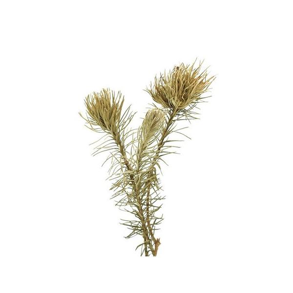 【商品番号：065-00857】/【販売単位】5束 ※表示価格は、この単位での金額となります/【VAR：】20220510new/bk-3011ドライワイルドフラワー その他ワイルドフラワー【コアトレーディング】