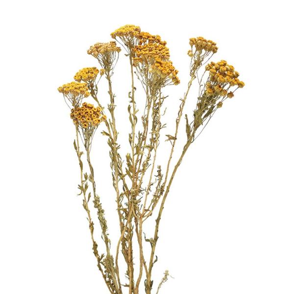 【商品番号：065-00869】/【販売単位】10束 ※表示価格は、この単位での金額となります/【VAR：】20220510newドライフラワー花材 その他ドライフラワー【コアトレーディング】