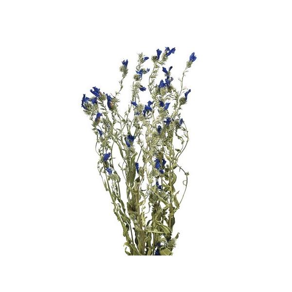 【商品番号：065-00874】/【販売単位】10束 ※表示価格は、この単位での金額となります/【VAR：】20220510newドライフラワー花材 その他ドライフラワー【コアトレーディング】