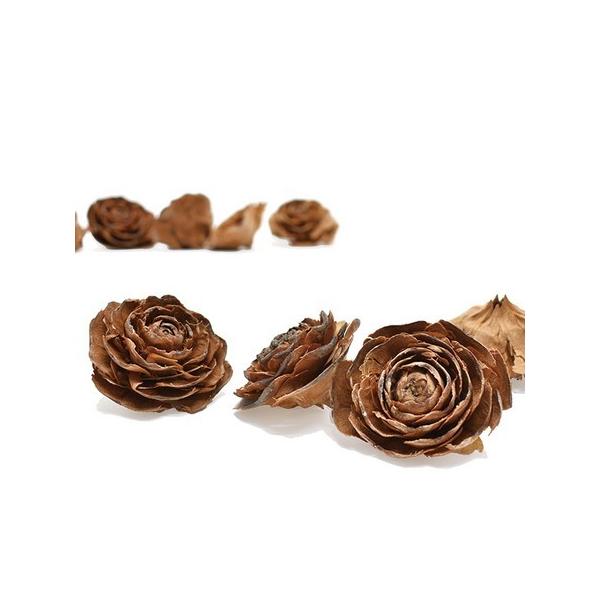 【商品番号：065-00887】/【VAR：48163】20220510newドライ実物＆フルーツ 木の実【コアトレーディング】