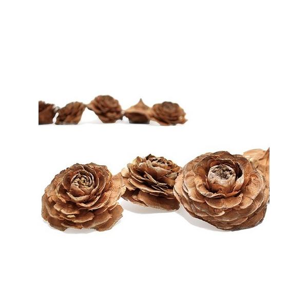 【商品番号：065-00888】/【VAR：48163】20220510newドライ実物＆フルーツ 木の実【コアトレーディング】