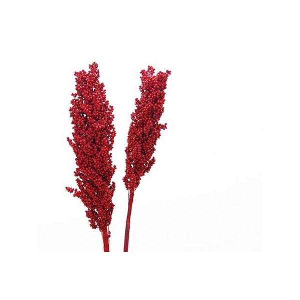 【商品番号：065-00891】/【販売単位】10束 ※表示価格は、この単位での金額となります/【VAR：67483】20220510newドライ実物＆フルーツ 木の実【コアトレーディング】