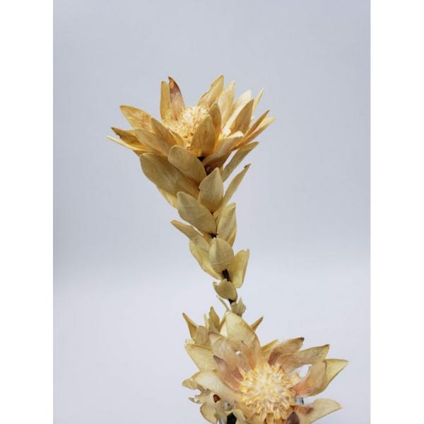 【商品番号：065-00903】/【販売単位】5束 ※表示価格は、この単位での金額となります/【VAR：】20220510new/bk-3011ドライワイルドフラワー その他ワイルドフラワー【コアトレーディング】