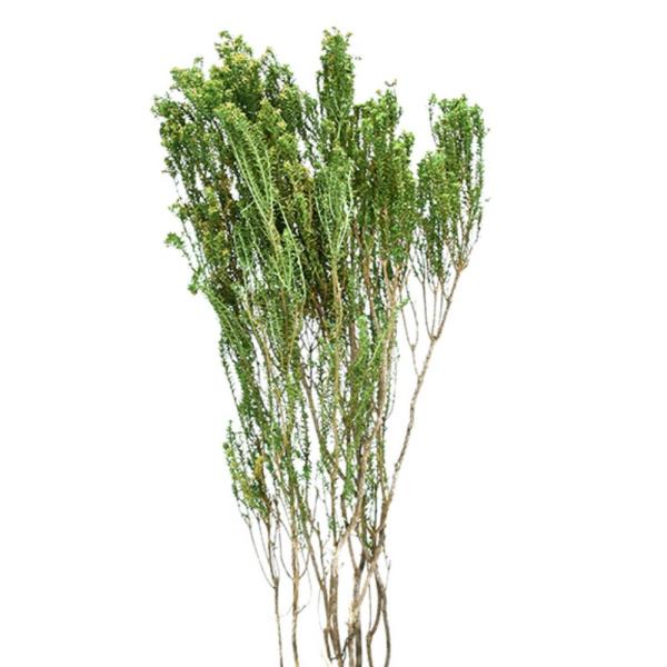 【商品番号：065-00916】/【販売単位】5束 ※表示価格は、この単位での金額となります/【VAR：67448】20220510new/bk-3009ドライ葉物 葉物【コアトレーディング】