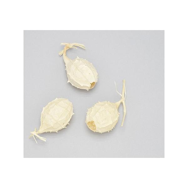 【商品番号：065-00936】/【VAR：】20220510newドライ実物＆フルーツ 木の実