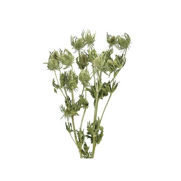 【商品番号：065-00986】/【販売単位】10束 ※表示価格は、この単位での金額となります/【VAR：】20220510newドライフラワー花材 アザミ・エリンジウム【コアトレーディング】