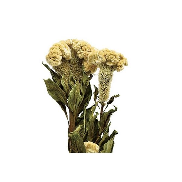 【商品番号：065-00990】/【販売単位】10束 ※表示価格は、この単位での金額となります/【VAR：】20220510newドライフラワー花材 その他ドライフラワー【コアトレーディング】