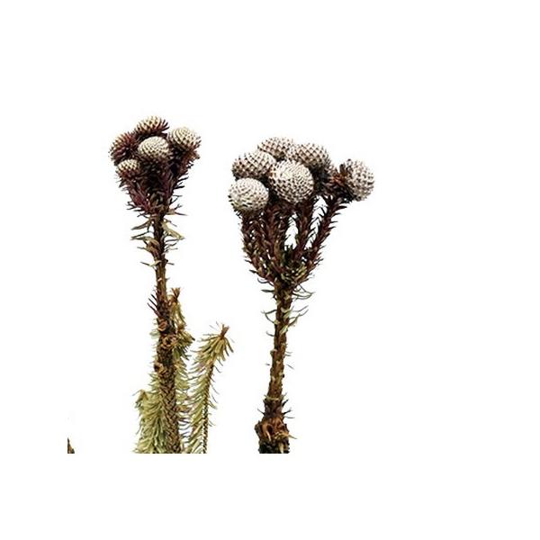 【商品番号：065-01002】/【販売単位】5束 ※表示価格は、この単位での金額となります/【VAR：】20220510newドライフラワー花材 ブルニア【コアトレーディング】