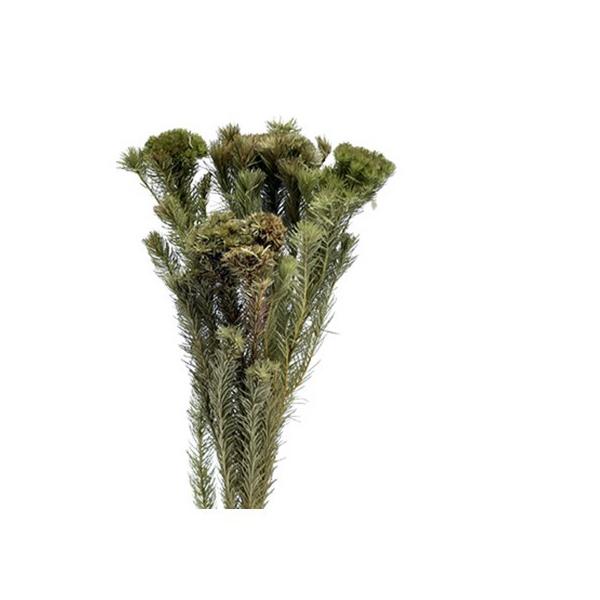 【商品番号：065-01003】/【販売単位】5束 ※表示価格は、この単位での金額となります/【VAR：】20220510newドライフラワー花材 ブルニア【コアトレーディング】