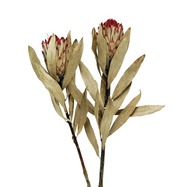 【商品番号：065-01030】/【VAR：】20220510new/bk-3011ドライワイルドフラワー プロテア【コアトレーディング】