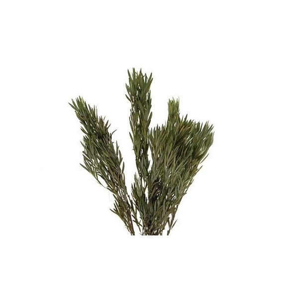 【商品番号：065-01046】/【販売単位】5束 ※表示価格は、この単位での金額となります/【VAR：】20220510new/bk-3009ドライ葉物 葉物【コアトレーディング】