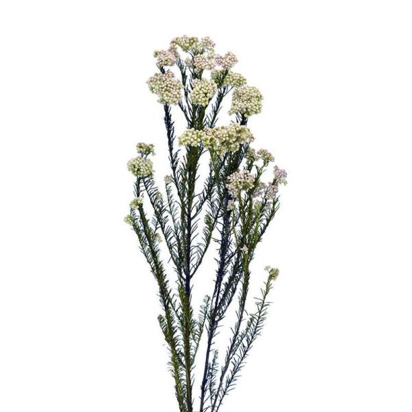 【商品番号：065-01049】/【VAR：】20220510new/bk-3011プリザーブドフラワー花材 小花