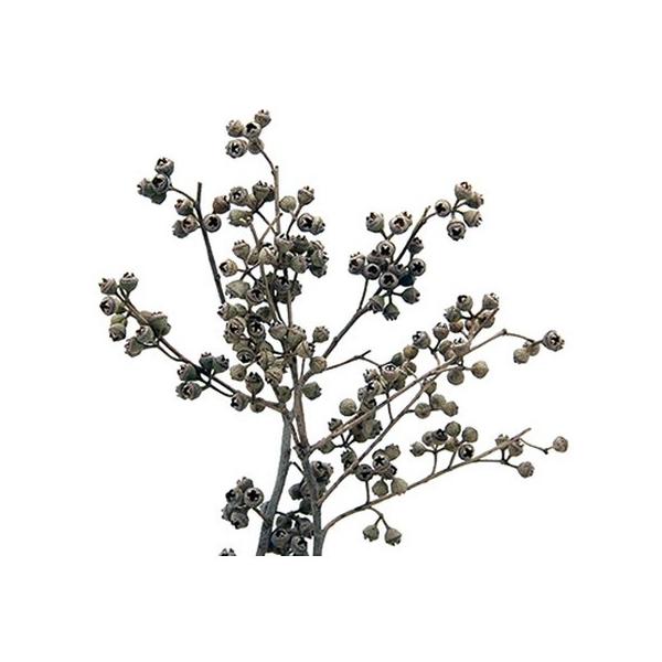 【商品番号：065-01088】/【VAR：】20220510newドライ実物＆フルーツ 木の実【コアトレーディング】