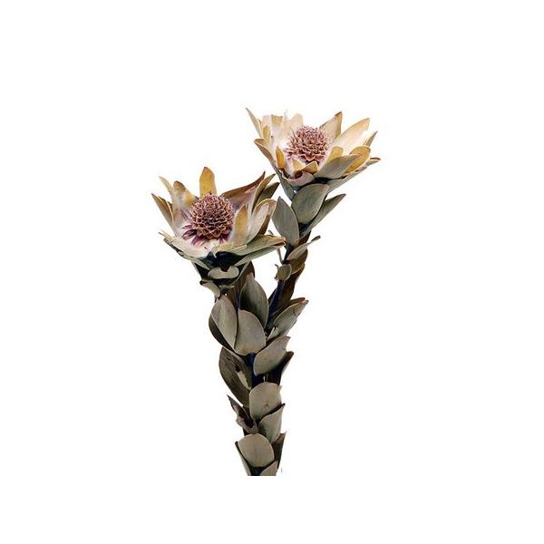 【商品番号：065-01090】/【販売単位】5袋 ※表示価格は、この単位での金額となります/【VAR：】20220510newドライ実物＆フルーツ 木の実【コアトレーディング】