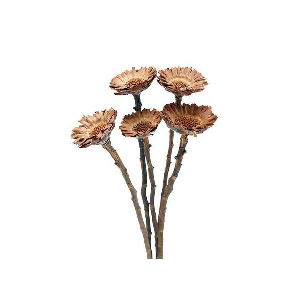 【商品番号：065-01095】/【販売単位】10袋 ※表示価格は、この単位での金額となります/【VAR：】20220510newドライ実物＆フルーツ 木の実【コアトレーディング】