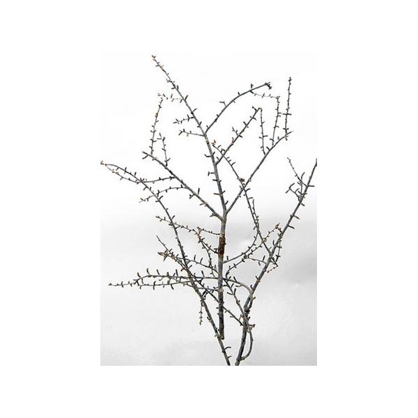 【商品番号：065-01124】/【販売単位】5束 ※表示価格は、この単位での金額となります/【VAR：】20220510new/bk-3014ドライ枝物 その他