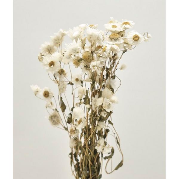 【商品番号：065-01169】/【販売単位】10束 ※表示価格は、この単位での金額となります/【VAR：50013】20220726newドライフラワー花材 その他ドライフラワー【コアトレーディング】