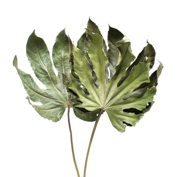 【商品番号：065-01268】/【販売単位】10束 ※表示価格は、この単位での金額となります/【VAR：67569】20221108new/bk-3009ドライ葉物 葉物【コアトレーディング】