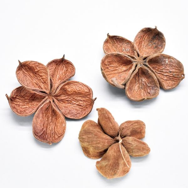 【商品番号：065-01273】/【販売単位】10袋 ※表示価格は、この単位での金額となります/【VAR：】20221108newドライ実物＆フルーツ 木の実【コアトレーディング】