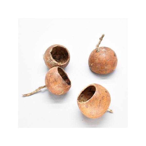 【商品番号：065-01278】/【VAR：67570】20221108newドライ実物＆フルーツ 木の実