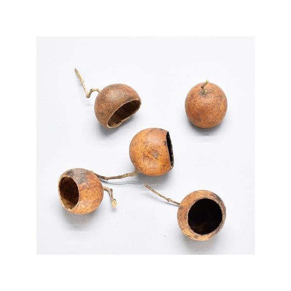 【商品番号：065-01279】/【VAR：67570】20221108newドライ実物＆フルーツ 木の実