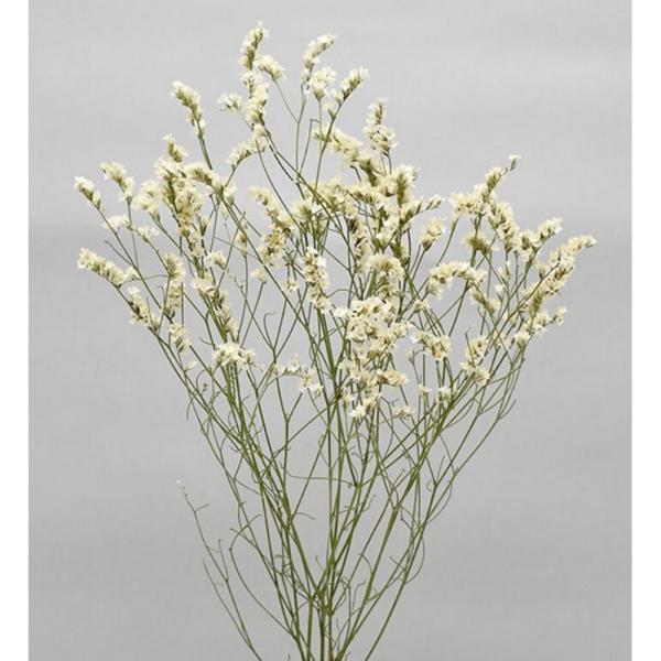 【商品番号：065-01293】/【VAR：77163】date20240314/ドライフラワー花材 スターチス【コアトレーディング】