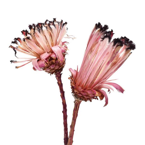 【商品番号：065-01298】/【VAR：】date20240909ドライワイルドフラワー その他ワイルドフラワー