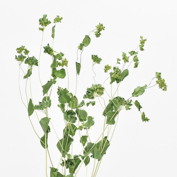 【商品番号：065-01299】/【販売単位】10束 ※表示価格は、この単位での金額となります/【VAR：】date20240909ドライ葉物 葉物【コアトレーディング】