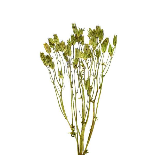 【商品番号：065-01316】/【VAR：】date20240909ドライフラワー花材 その他ドライフラワー