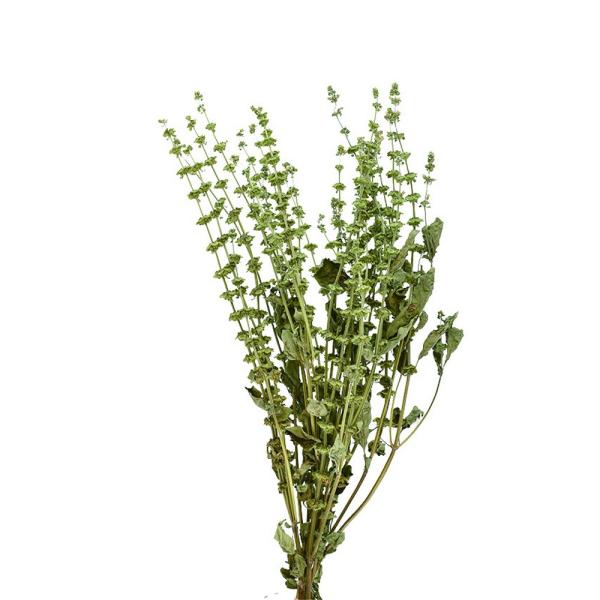 【商品番号：065-01318】/【VAR：】date20240909ドライ葉物 葉物