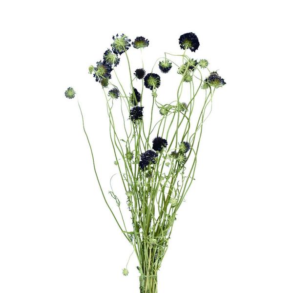 【商品番号：065-01320】/【販売単位】10束 ※表示価格は、この単位での金額となります/【VAR：】date20240909ドライフラワー花材 その他ドライフラワー【コアトレーディング】