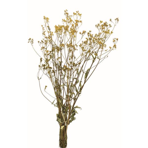 【商品番号：065-01323】/【販売単位】10束 ※表示価格は、この単位での金額となります/【VAR：】date20240909ドライフラワー花材 その他ドライフラワー【コアトレーディング】