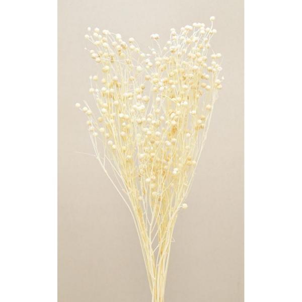 【商品番号：065-01338】/【VAR：81378】date20240909ドライフラワー花材 その他ドライフラワー