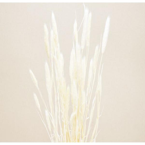 【商品番号：065-01339】/【VAR：】date20240909ドライ穂物 その他