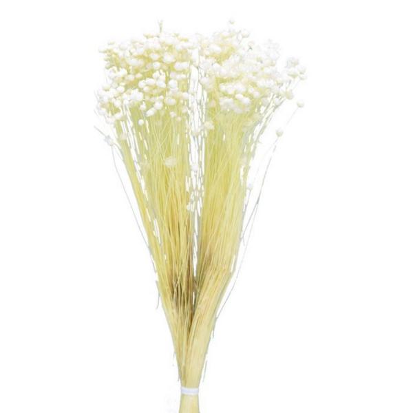 【商品番号：065-01340】/【VAR：】date20240909ドライフラワー花材 スターフラワー