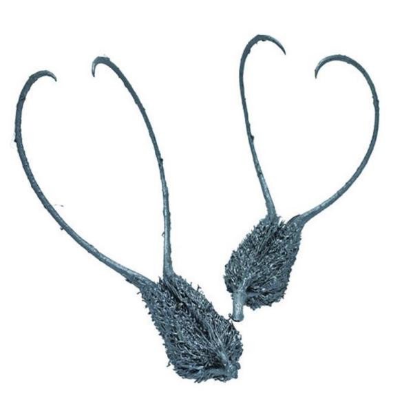 【商品番号：065-01342】/【販売単位】10袋 ※表示価格は、この単位での金額となります/【VAR：81379】date20240909ドライ実物＆フルーツ その他【コアトレーディング】