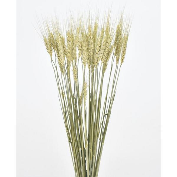 【商品番号：065-01362】/【VAR：】date20240909ドライ穂物 ムギ(大麦・小麦)