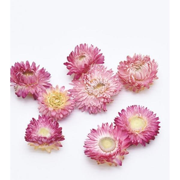 【商品番号：065-01365】/【VAR：48183】date20240909ドライフラワー花材 ヘリクリサム